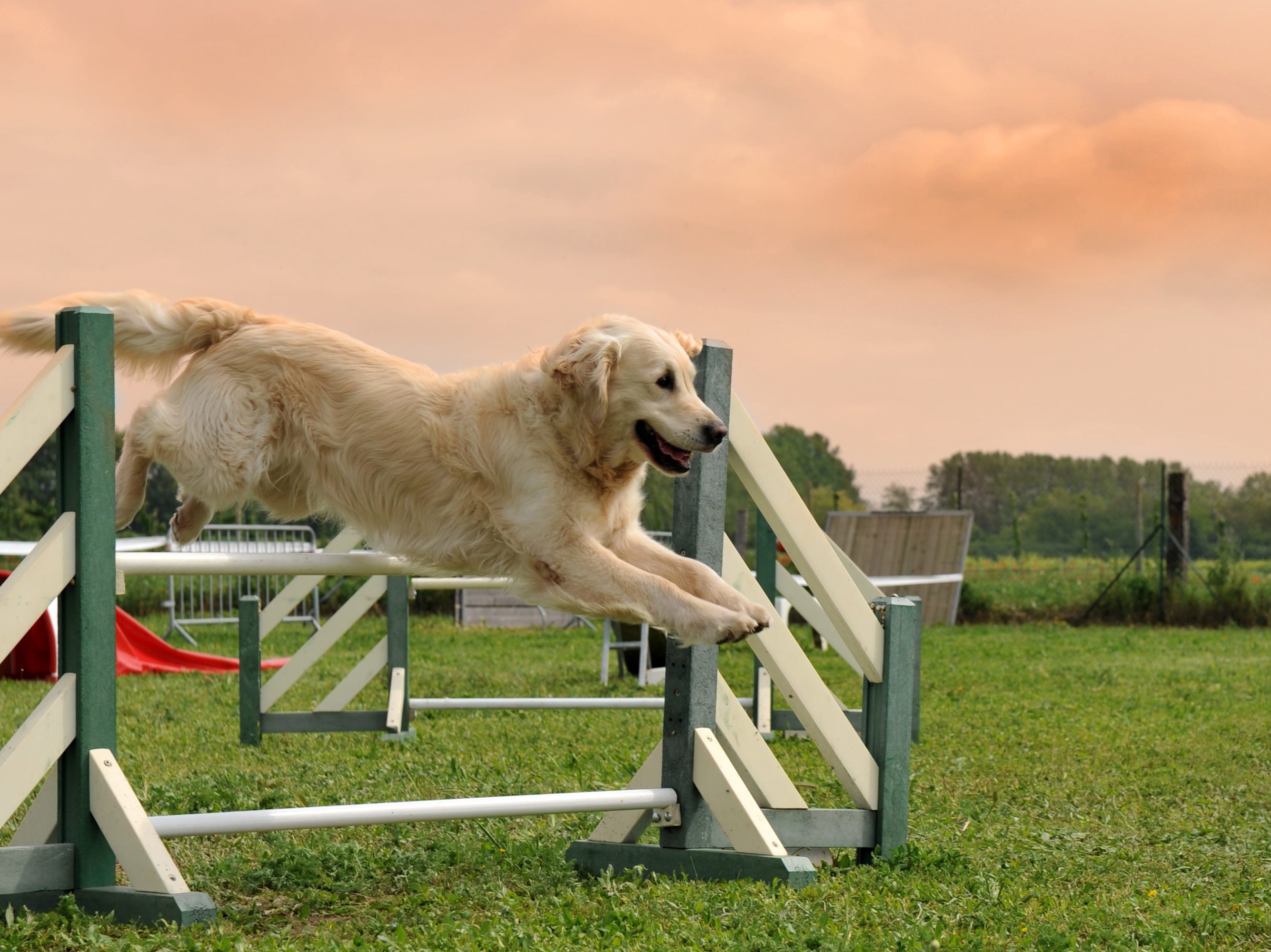 Dog Agility Events – SMW Electronics
